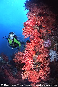 Diver Photos- scuba and skin diving in waters warm and cold, Brandon ...