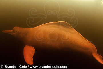 Amazon River Dolphin photos, Underwater pictures of Inia geoffrensis ...