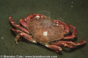 Crustacean Photos- crabs, shrimp, lobsters, barnacles, etc., Brandon ...
