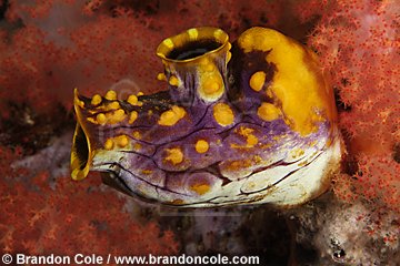 Miscellaneous marine life photos, high resolution stock underwater ...