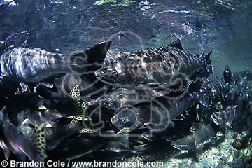 Coho Salmon photos, Brandon Cole Marine Photography. Pictures of ...
