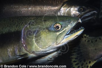Pink Salmon photos, Brandon Cole Marine Photography. Pictures of ...