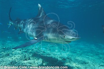 Bull Shark photos, Brandon Cole Marine Photography. Carcharhinus leucas ...
