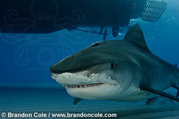 Tiger Shark photos, Brandon Cole Marine Photography. Galeocerdo cuvier ...