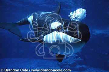 Orca photos, Brandon Cole Marine Photography. Orcinus Orca, the Killer ...