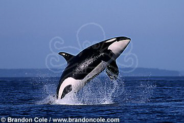 Orca photos, Brandon Cole Marine Photography. Orcinus Orca, the Killer ...